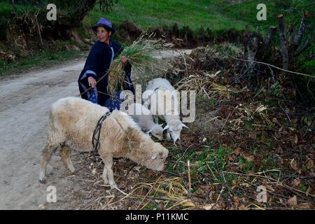 woman shepherd in the peruvian Andes at Cuzco Peru Stock Photo - Alamy