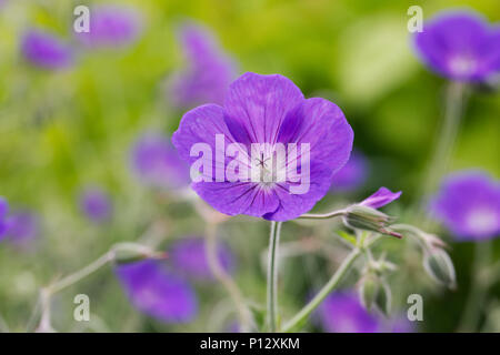 Geranium Orion, cranesbill 'Orion', a blue flowering geranium plant ...