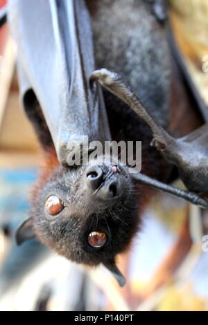 Bat on the Bali island in Indonesia Stock Photo - Alamy