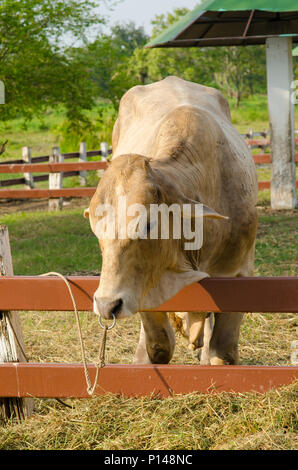 Large cattle in farms Stock Photo - Alamy