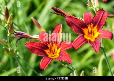 Red daylily flowers on a sunny day after rain in the garden Stock Photo ...