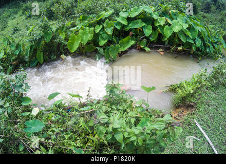 Plants species in the upstream stream of tropical forest Stock Photo ...