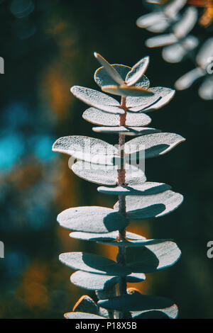Book-leaf mallee (Eucalyptus kruseana) is a shrub endemic to ...