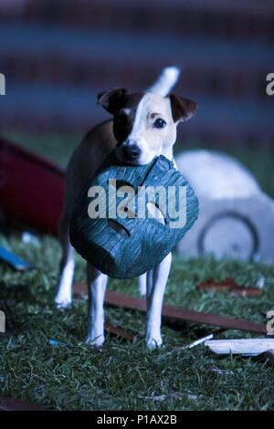 Original Film Title: THE MASK. English Title: THE MASK. Film Director ...