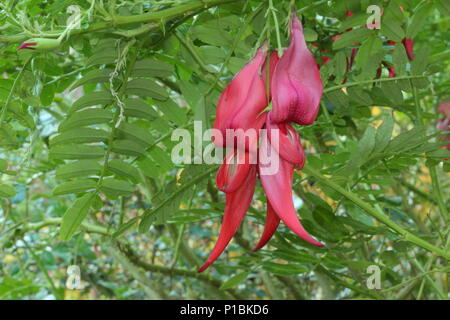 Clianthus puniceus glory pea flowers, UK Stock Photo - Alamy