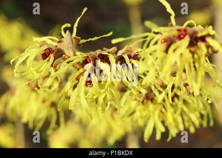 Hamamelis × intermedia 'Primavera' in winter Stock Photo - Alamy