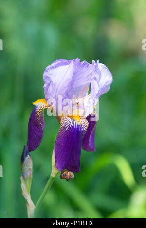 An Iris in full bloom - Cape Cod, Massachusetts, USA Stock Photo - Alamy