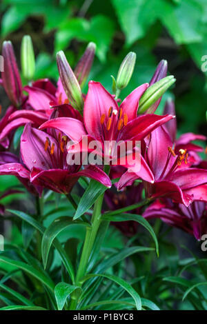 Lilium ‘Tiny Ghost’, Dwarf Asiatic lily, lilies Stock Photo - Alamy
