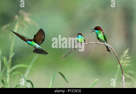 Blue-throated bee-eaters are seen flying or perching on branches at ...