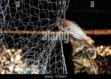 Lesser Weever Fish Echiichthys vipera Stock Photo - Alamy