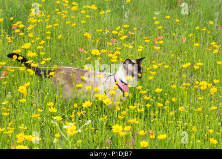 cat on leash in middle of forest Stock Photo - Alamy