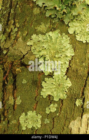 Lichen on trunk of mature maple tree in UK Stock Photo - Alamy