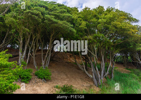 Holm oak plantation at Steamer Point nature reserve at Highcliffe beach ...