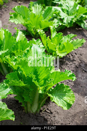 Young Napa cabbage plant (Brassica rapa subsp. pekinensis) in our farm ...