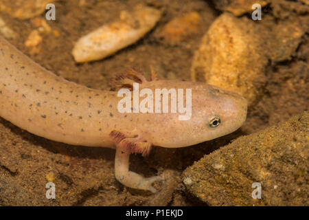 Larval Blue Ridge Red Salamander (Pseudotriton ruber nitidus Stock ...