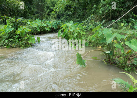 Plants species in the upstream stream of tropical forest Stock Photo ...