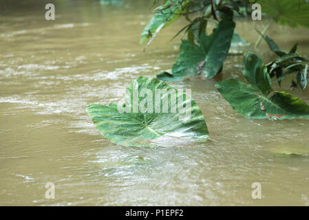 Plants species in the upstream stream of tropical forest Stock Photo ...