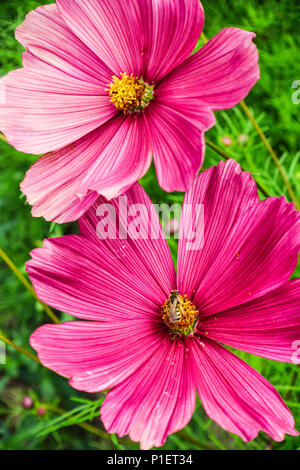 Cosmos bipinnatus 'Gazebo Red' Stock Photo - Alamy
