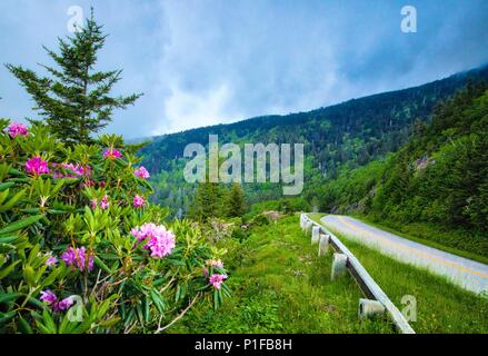 Craggy Tree on the Craggy Gardens trail on the Blue Ridge Parkway ...
