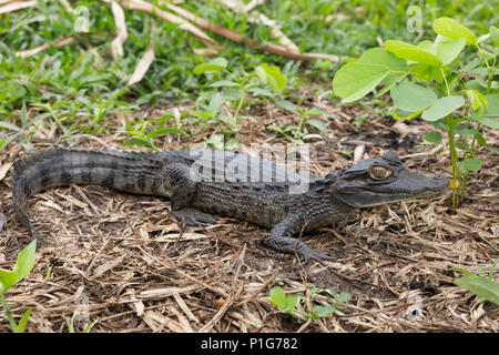 Baby Spectacled Caiman (Caiman crocodilus) on a pond, primary forest ...