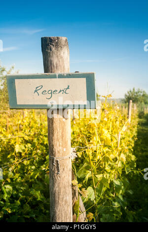 Grapes 'Regent' Stock Photo - Alamy