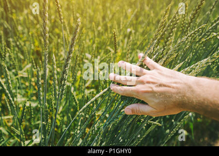 Agronomist examining spelt wheat crop development in cultivated field ...