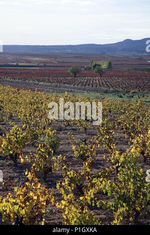 Requena, cerca de..., viñedos, Requena-Utiel Stock Photo - Alamy
