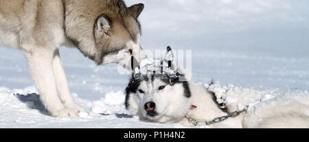 Original Film Title: THE BREED. English Title: THE BREED. Film Director ...