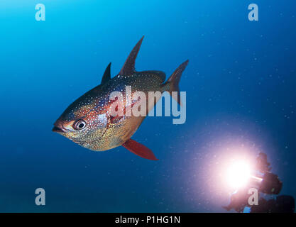 Lampris guttatus, opah, cravo, moonfish, kingfish, Jerusalem haddock ...