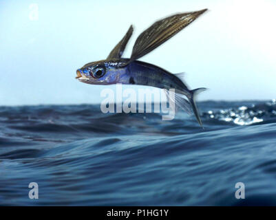 Flying fish Exocoetus Stock Photo: 30354672 - Alamy