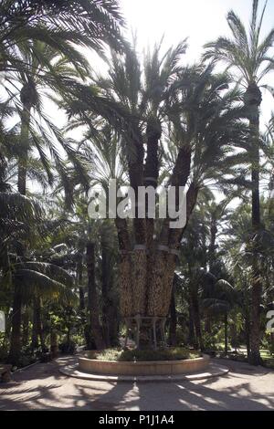 Imperial Palm, Palmeral of Elche, Huerto del Cura, Elche, Alicante ...