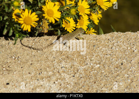 Timon lepidus, Ocellated lizard, Almanzora Valley, Almeria province ...