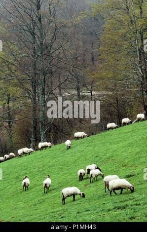 Roncesvalles, monastery and landscape; Pyrenees (Sant James pilgrims ...