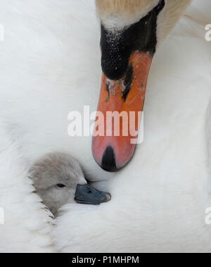 Hatching swans at the Abbotsbury Swanery in Dorset, often young cygnets ...