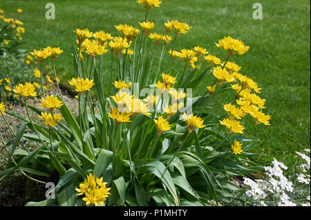 Allium "Molly" flowering in a formal garden, Holehird Gardens Stock ...