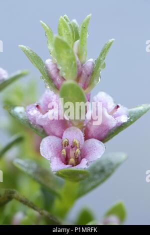 Sea milkwort, also called sea milkweed and black saltwort, Glaux ...