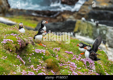 Flock of Atlantic Puffin birds at coast, Little Catalina, North Bird ...