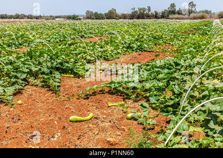Fields of marrows also known as zucchini, grown on a farm near Agia ...