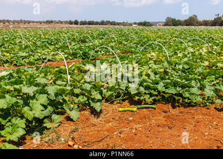 Fields of marrows also known as zucchini, grown on a farm near Agia ...