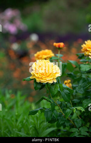 Rosa ‘Leah tutu’ / Hornavel’. Repeat-flowering shrub rose. UK Stock ...