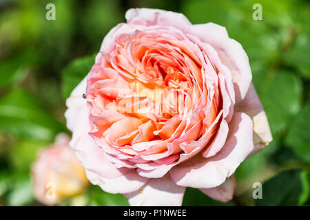 Woburn Abbey Rose in flower Stock Photo - Alamy