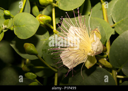 Capparis spinosa - the caper, is a shrubby plant with edible buds Stock ...