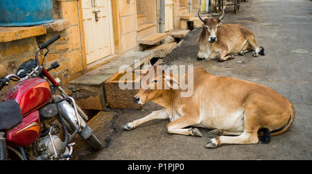 cow on a motorcycle Stock Photo - Alamy