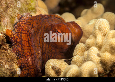 Hawaiian Day Octopus (Octopus cyanea) hiding in the reef; Maui, Hawaii ...