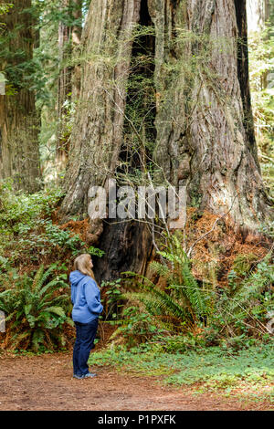 Woman looking up at the height of the redwood trees in Sequoia national ...