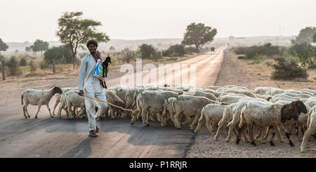 Man herding sheep Rajasthan India Stock Photo - Alamy