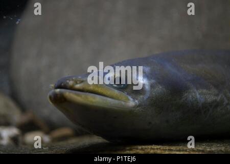 European eel, UK Stock Photo - Alamy