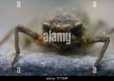 Golden ringed dragonfly larvae Stock Photo - Alamy