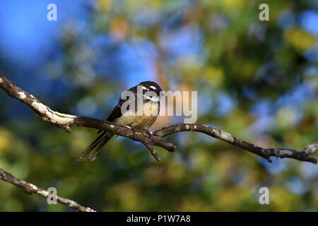 Fantail bird rhipidura fuliginosa perched on a silver fern tree frond ...