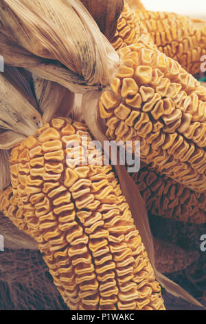 corn, vintage filter image Stock Photo - Alamy